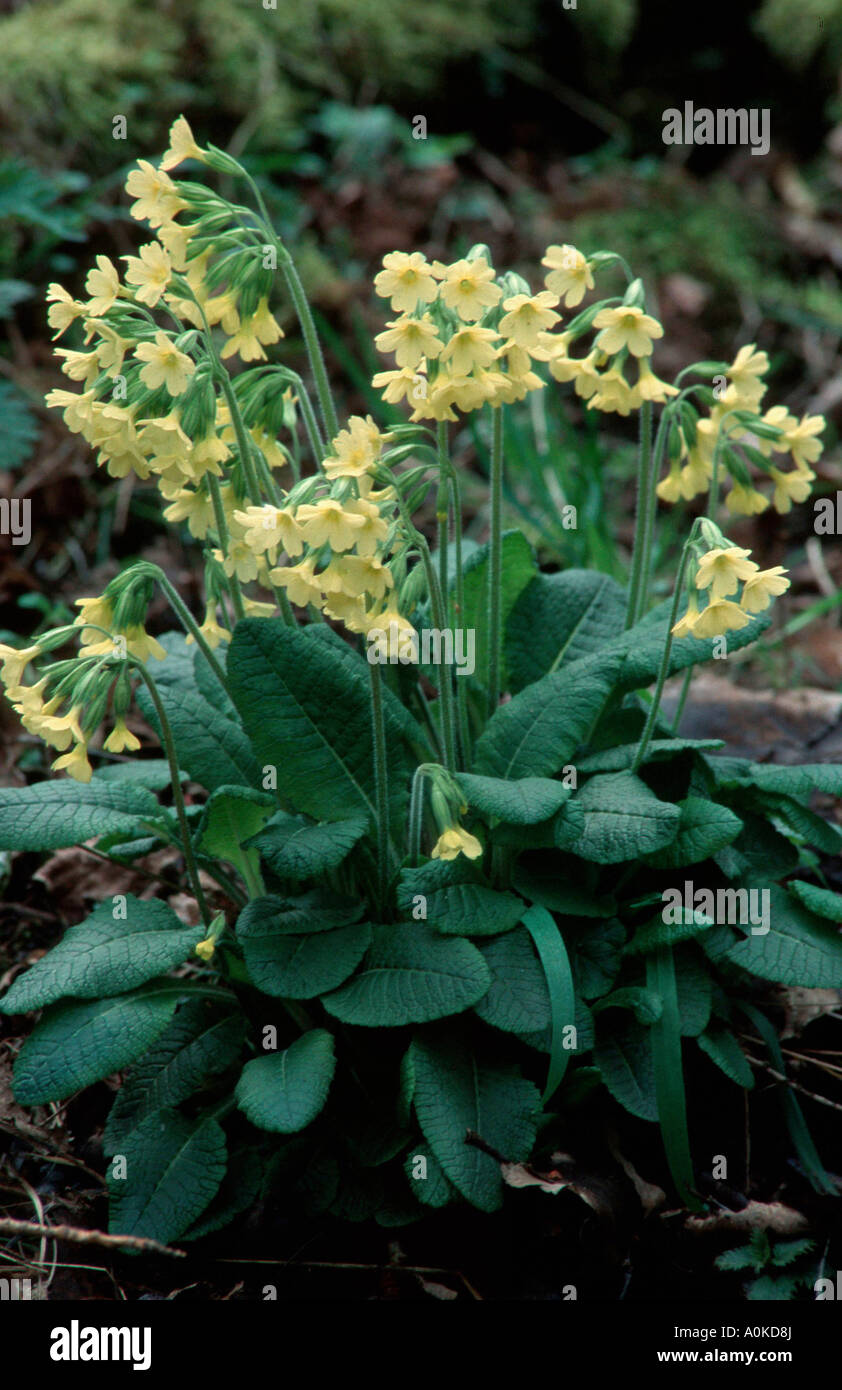 Germany primula elatior hi-res stock photography and images - Alamy