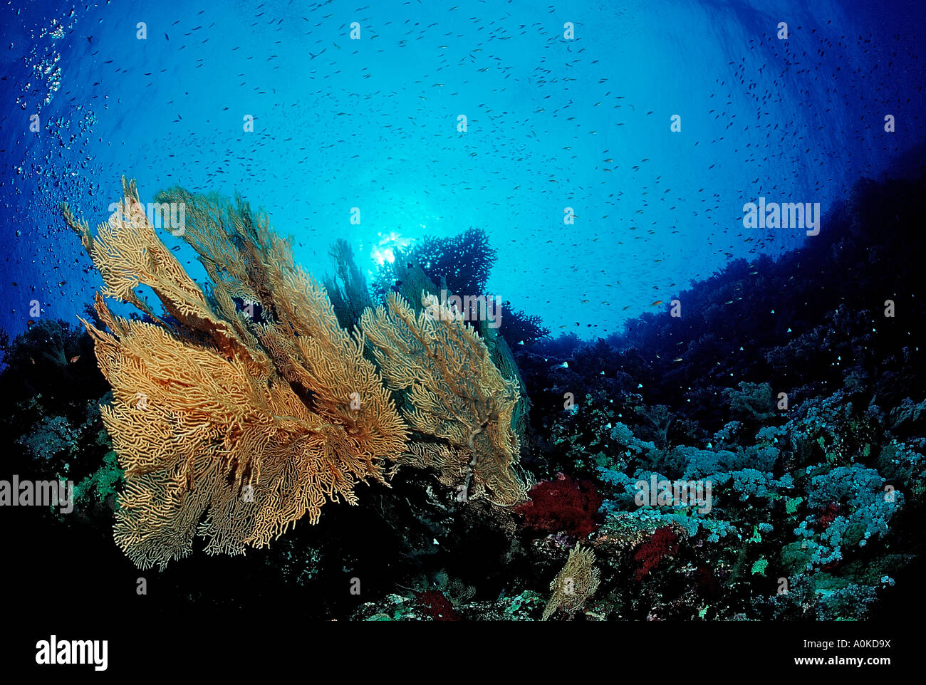 Colorful Coral Reef Taba Sinai Red Sea Egypt Stock Photo - Alamy