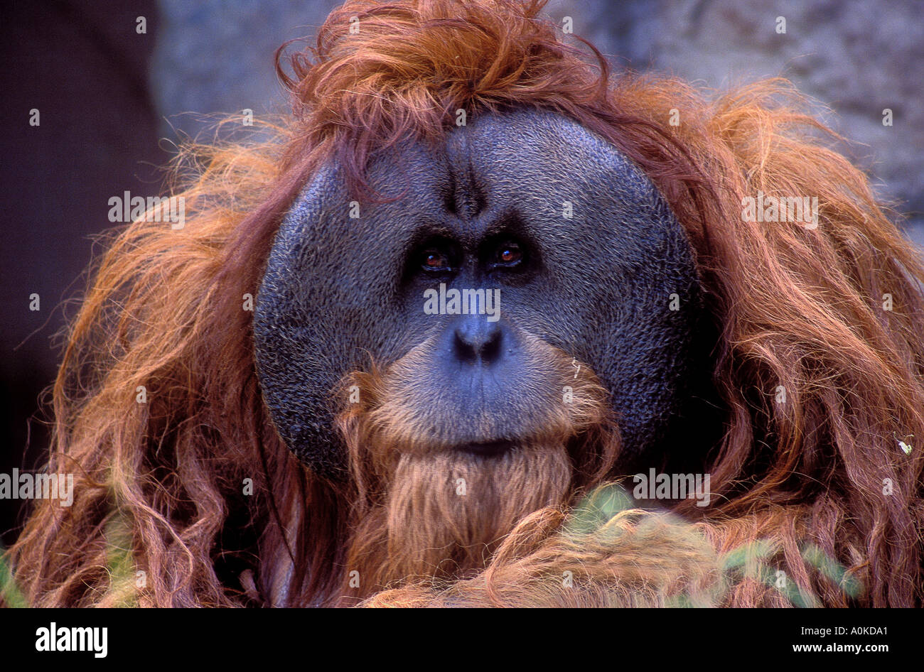 Portrait of a male Bornean Orang utan Pongo pygmaeus Stock Photo - Alamy