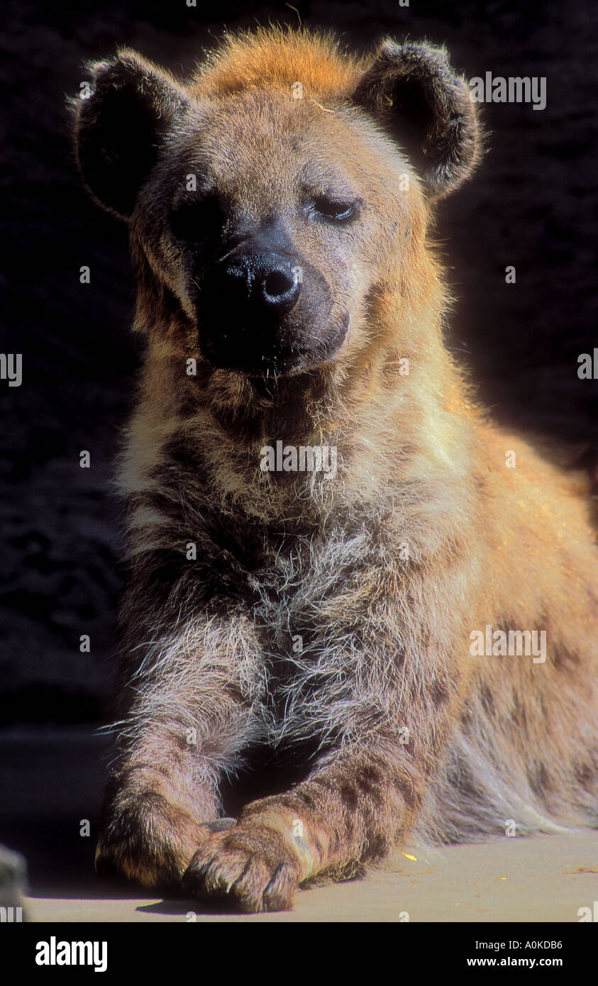 Spotted Hyena at rest Crocuta crocuta Stock Photo - Alamy