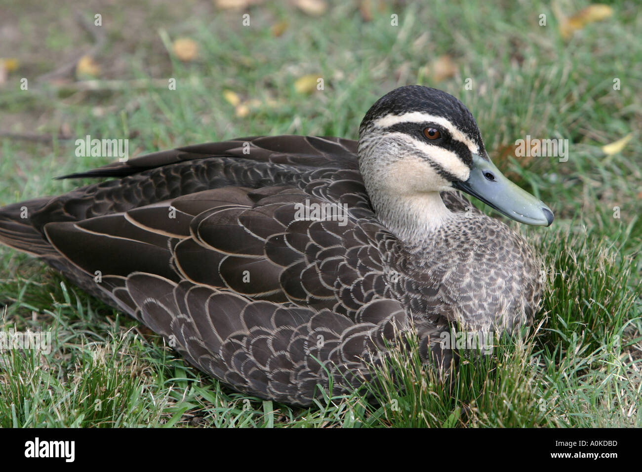 A common duck hi-res stock photography and images - Alamy