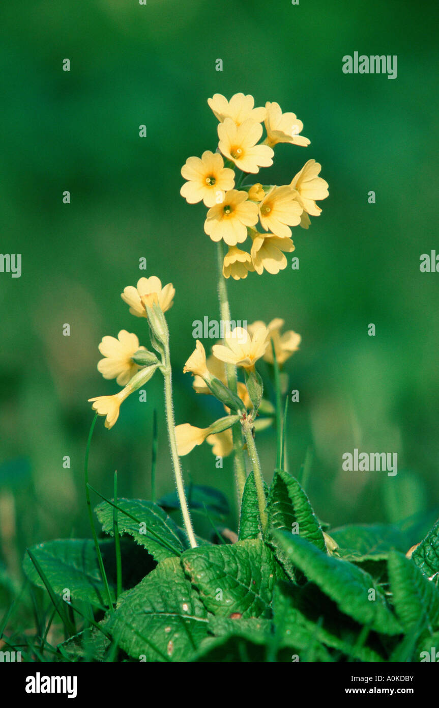 Oxlip North Rhine Westphalia Germany Primula elatior Stock Photo - Alamy