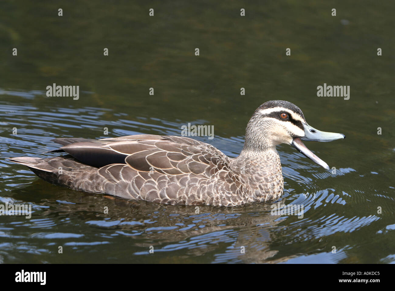A common duck hi-res stock photography and images - Alamy
