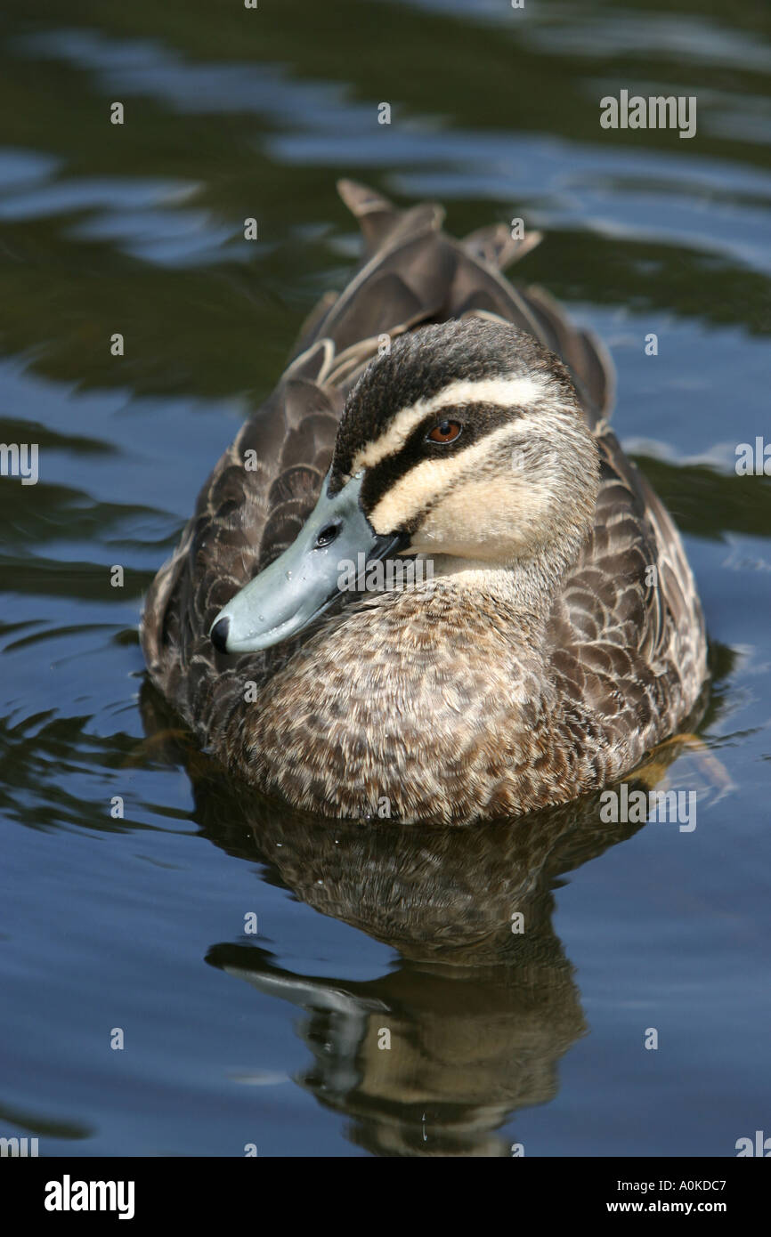 A common duck hi-res stock photography and images - Alamy