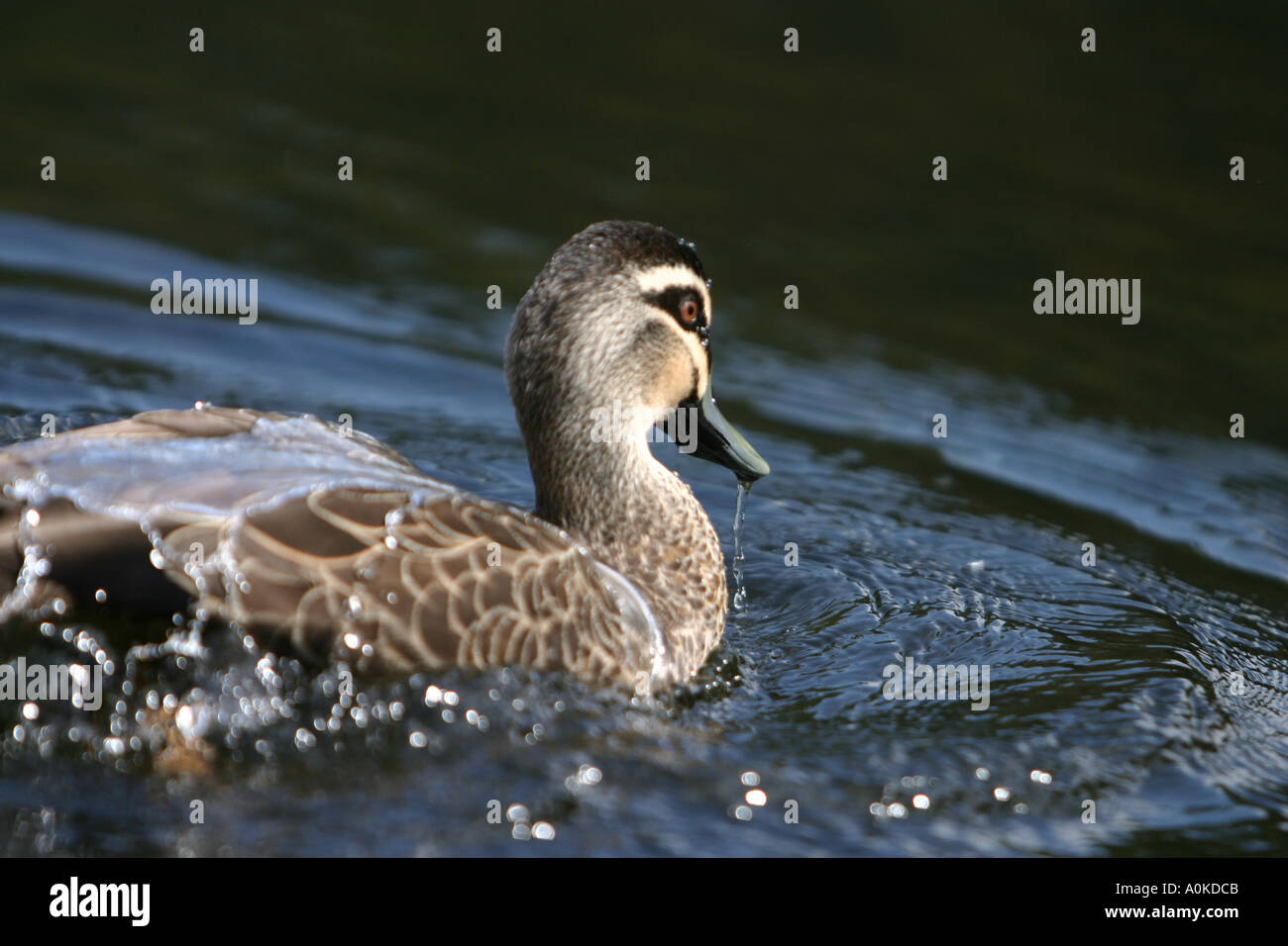 A common duck hi-res stock photography and images - Alamy