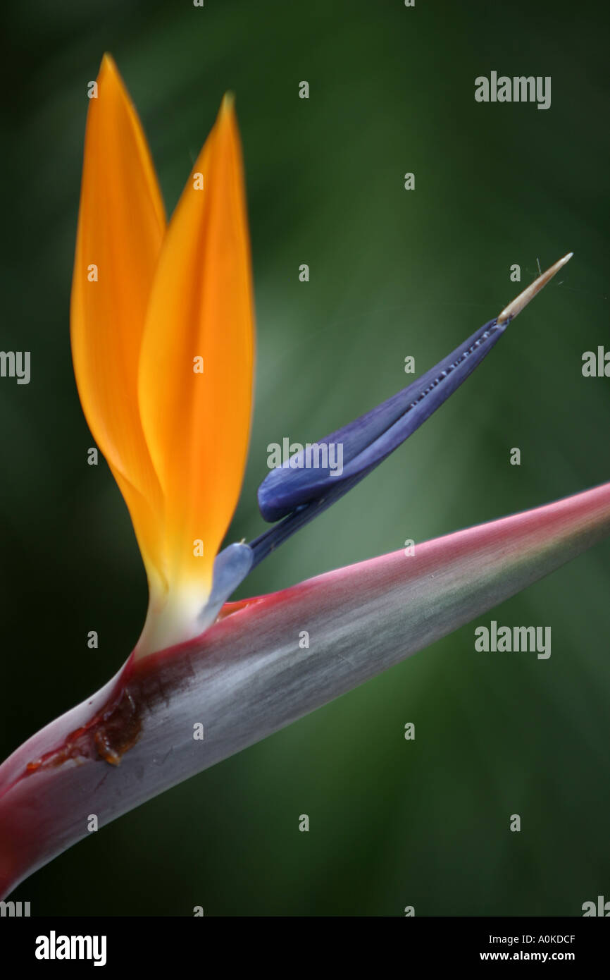 Bird of Paradise flower Strelitzia reginae The bird of paradise is ...