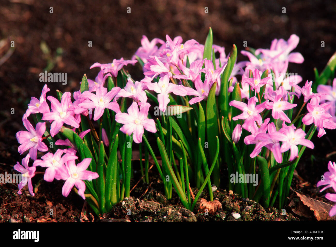 Chionodoxa gigantea hi-res stock photography and images - Alamy