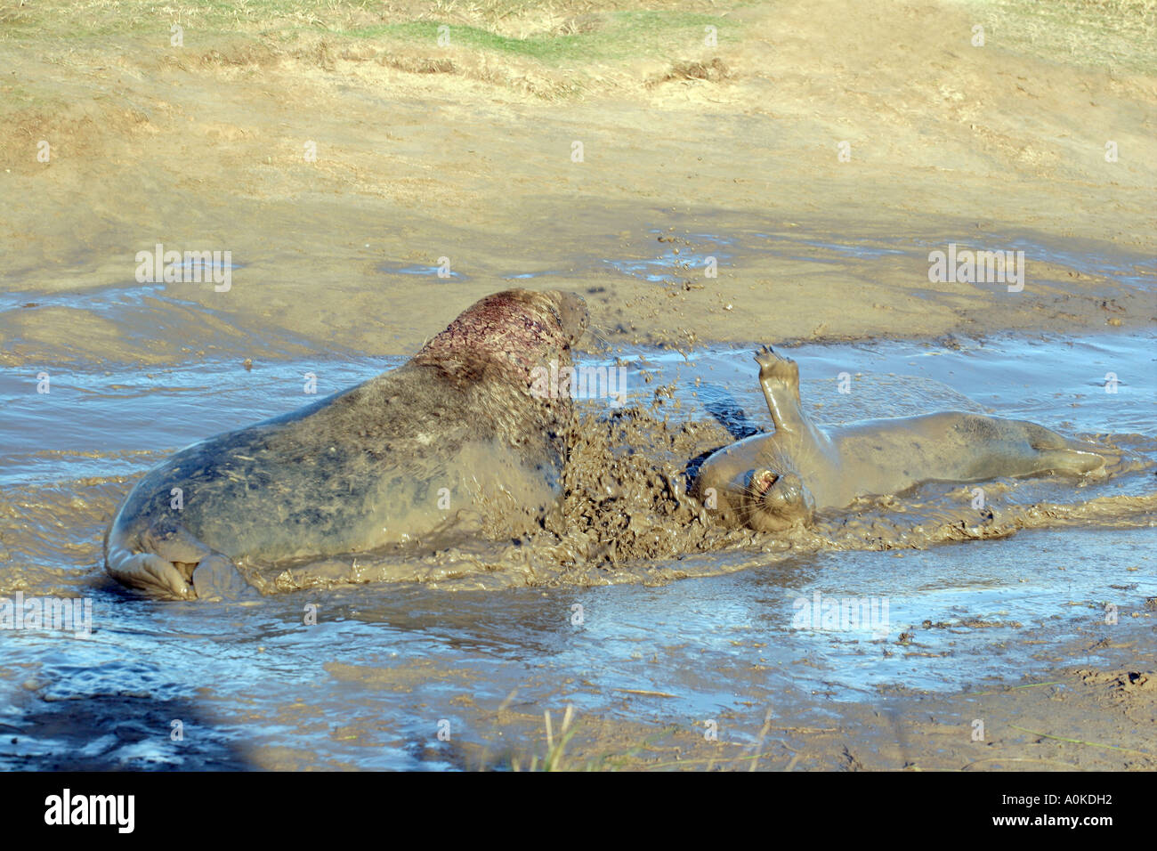 Great seals of england hi-res stock photography and images - Alamy