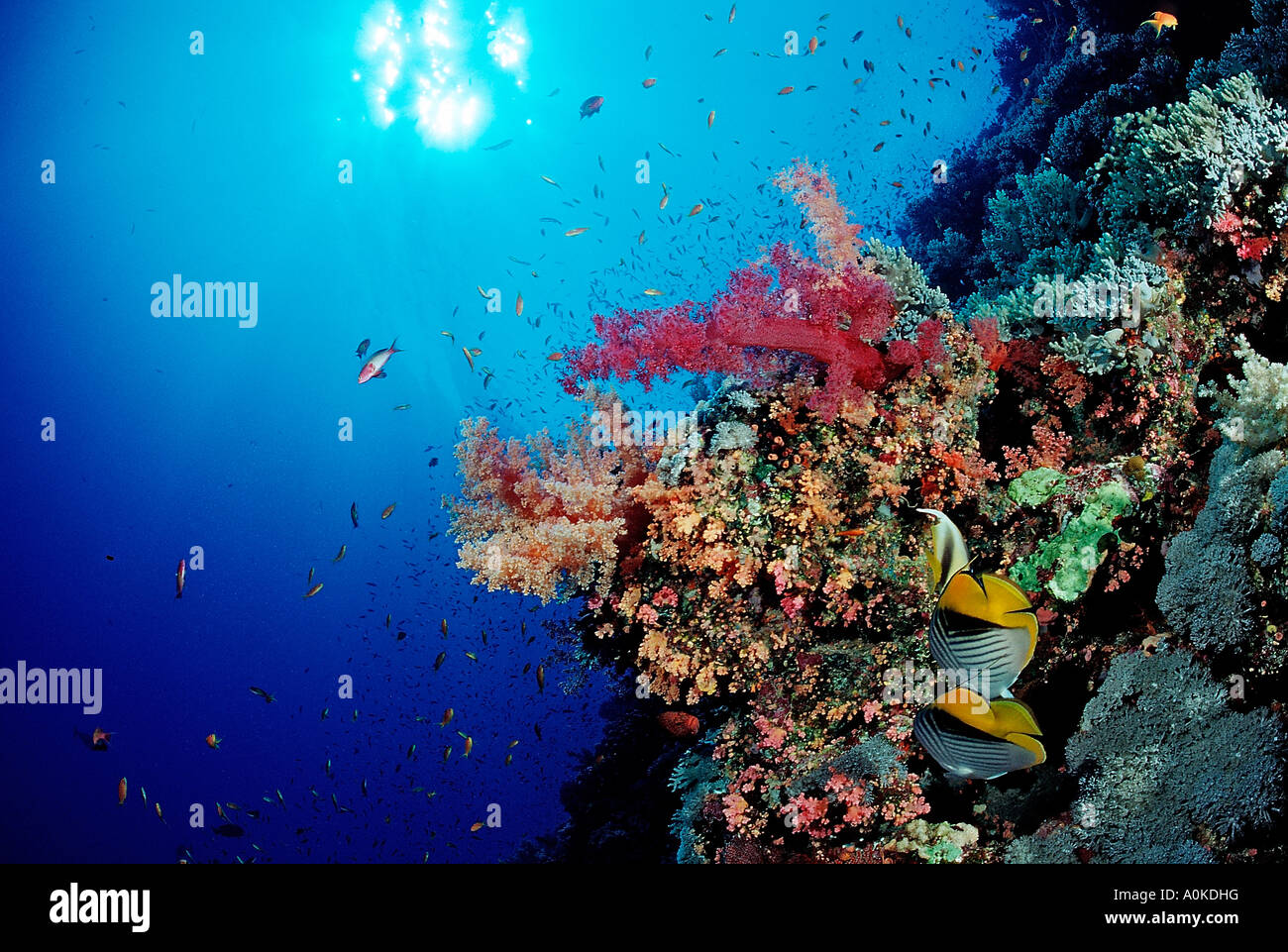 Coloured Coral Reef Brother Islands Red Sea Egypt Stock Photo - Alamy