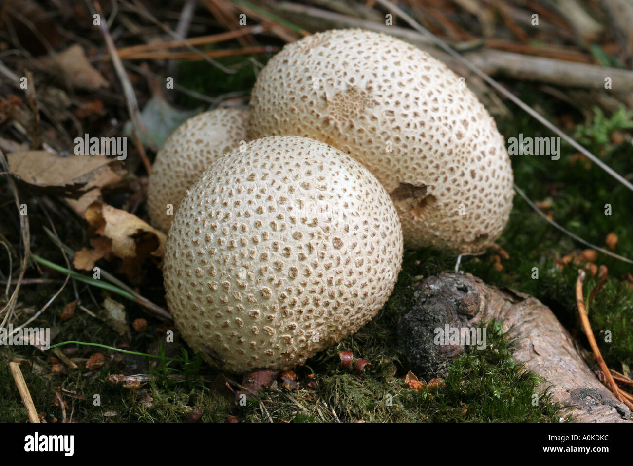 Common Earth-ball (Scleroderma citrinum Stock Photo - Alamy