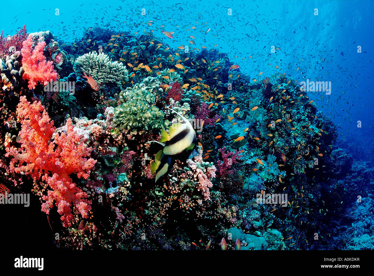 Coloured Coral Reef Brother Islands Red Sea Egypt Stock Photo - Alamy