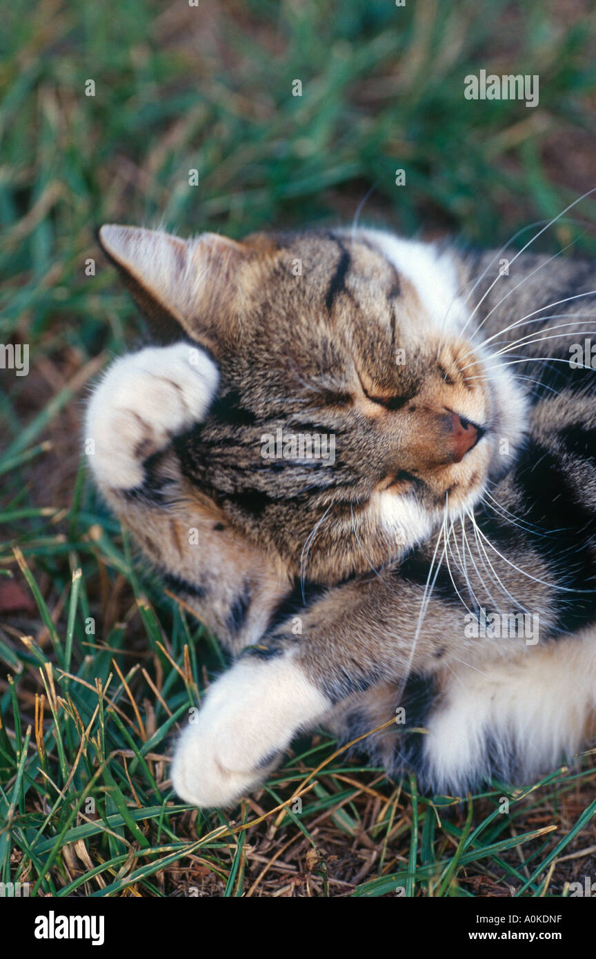 Cat rolling in grass Stock Photo - Alamy