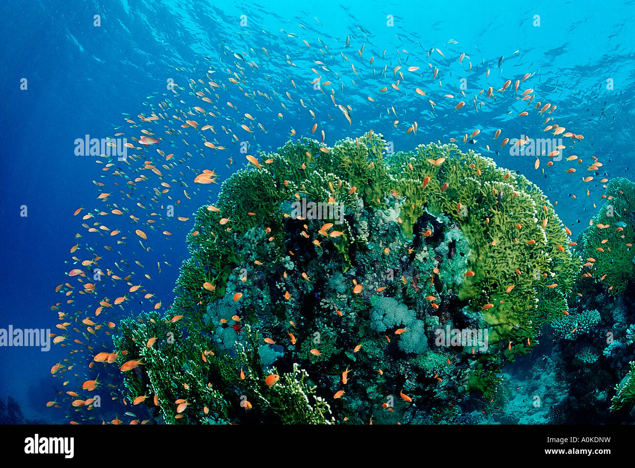 Fire Corals with Anthias Milepora sp El Gouna Red Sea Egypt Stock Photo ...