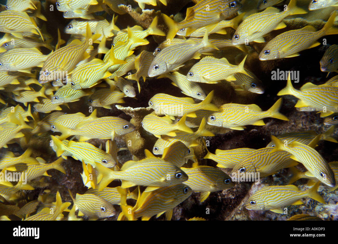 French Grunts Haemulon flavolineatum on Grunt Reef Andros island ...