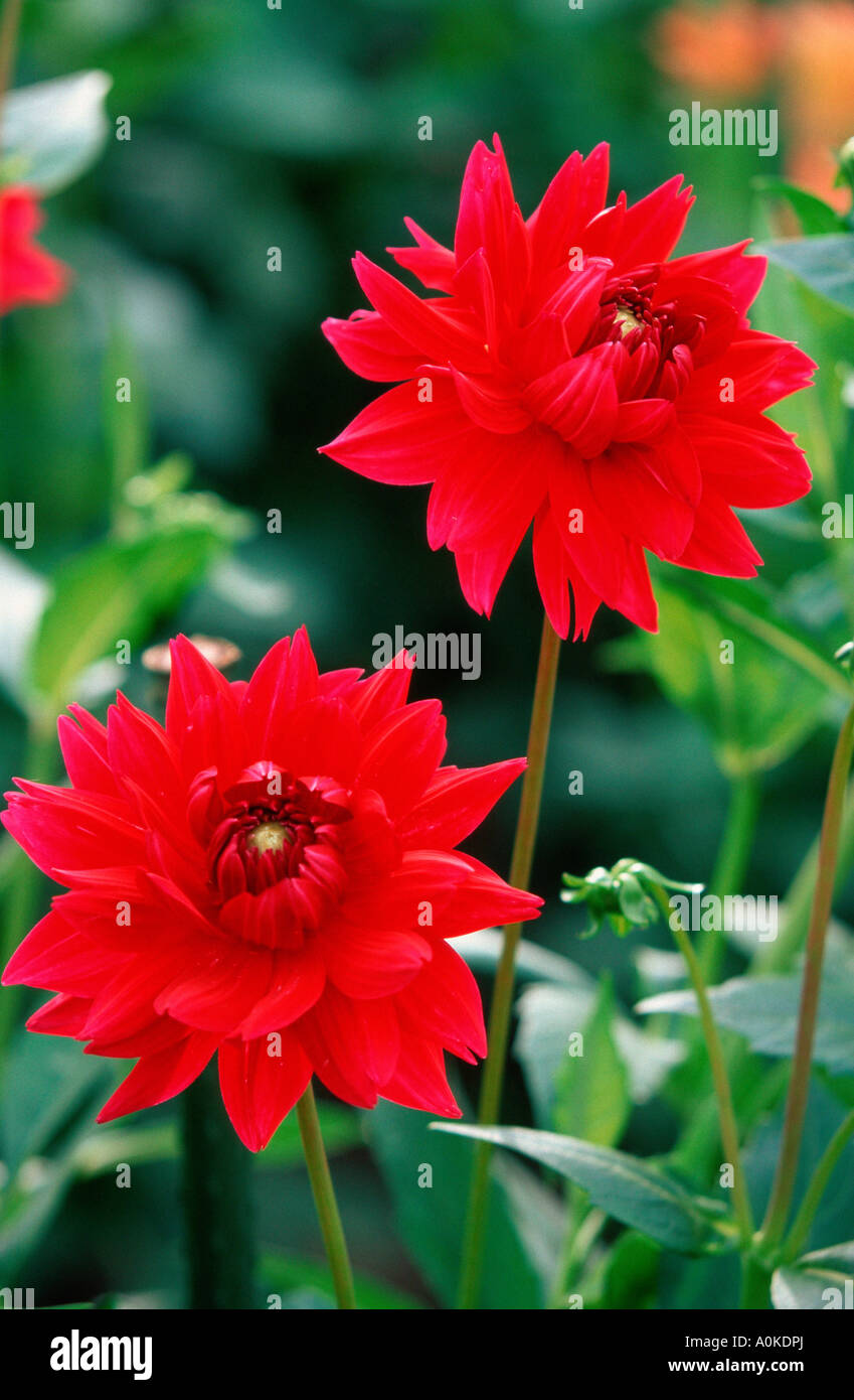 Dahlia Ernst Dahlia x hybrida Stock Photo - Alamy