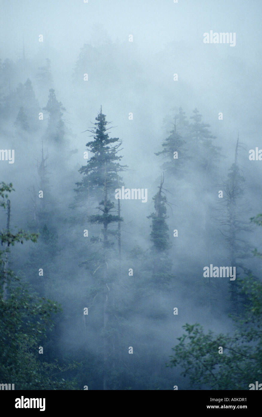 Mighty firs hi-res stock photography and images - Alamy