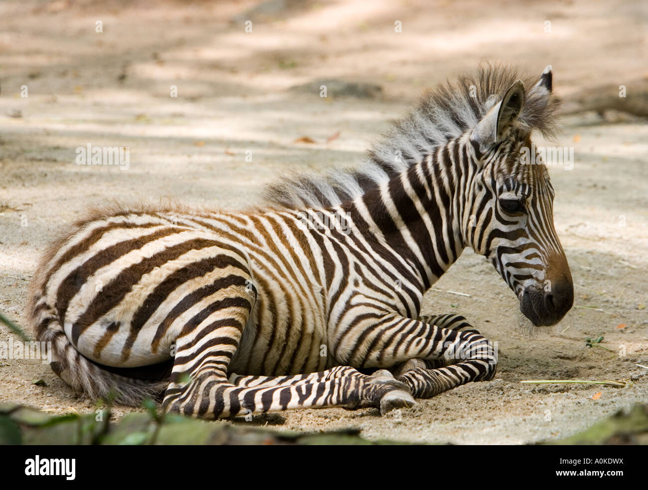 New born zebra hi-res stock photography and images - Alamy