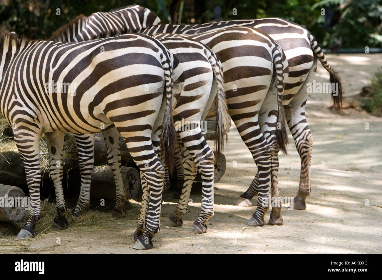 Rear end of zebra hi-res stock photography and images - Alamy
