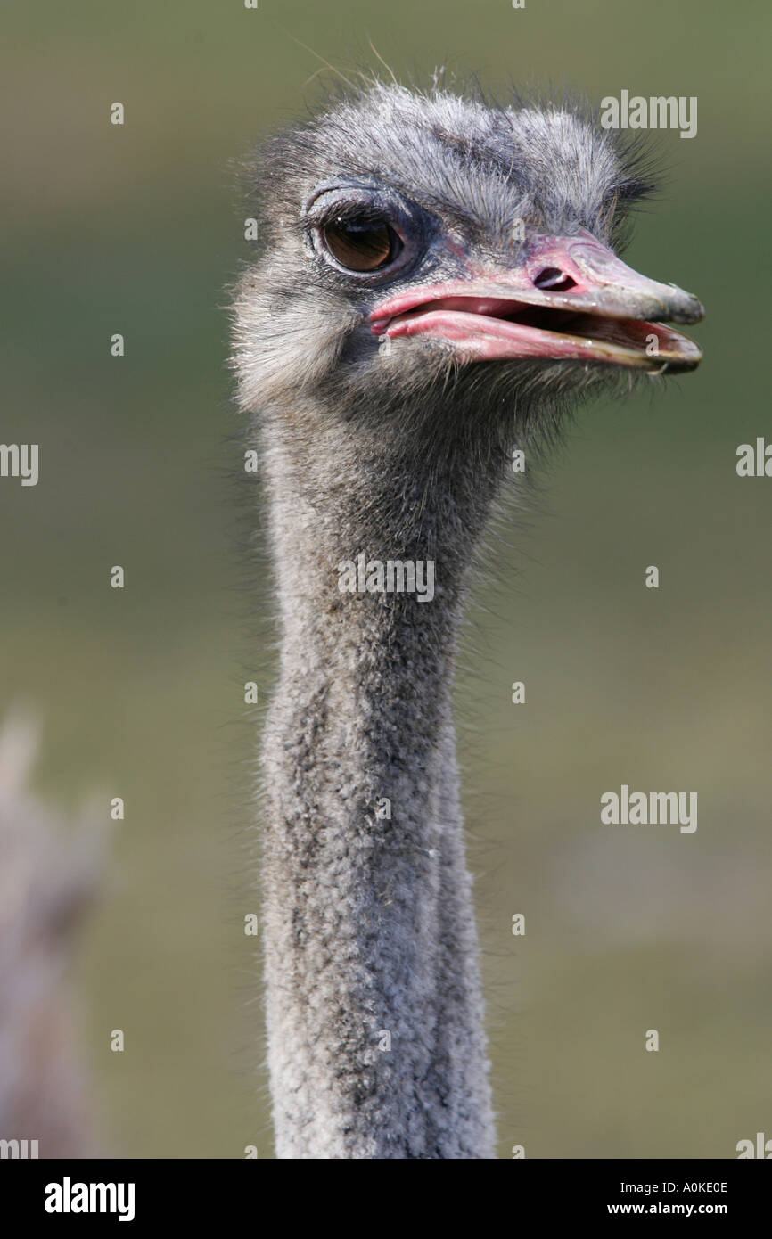 Peabrain hi-res stock photography and images - Alamy