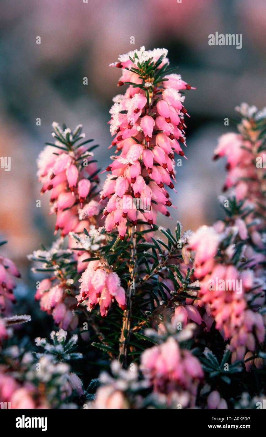 Covered with erica flowers hi-res stock photography and images - Alamy