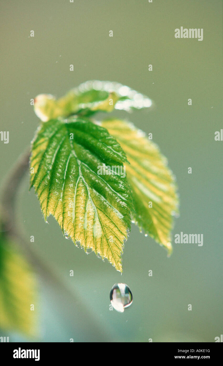 Raindrop falling from Hazel leaf Corylus avellana Stock Photo - Alamy