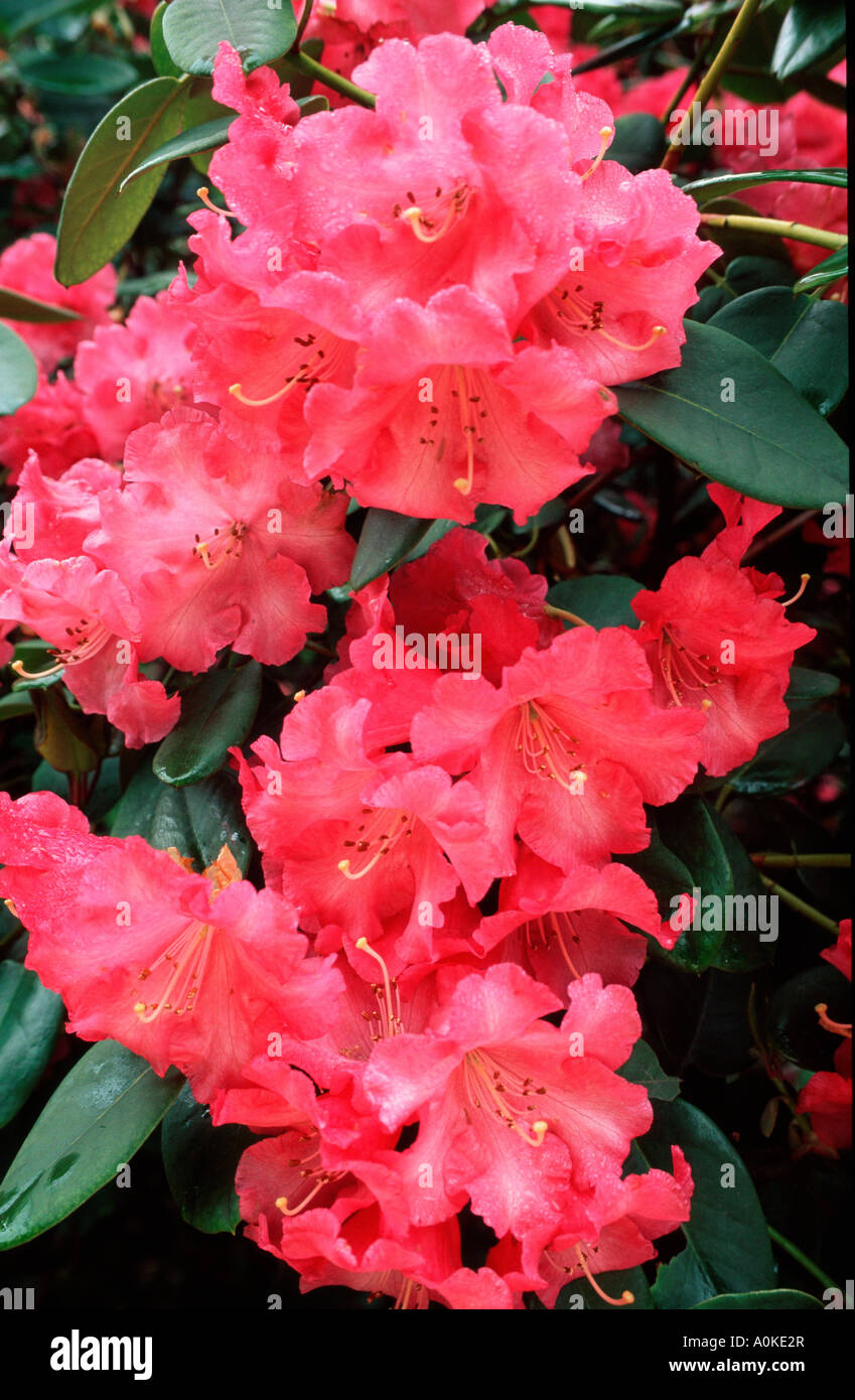 Rhododendron Rhododendron williamsianum hybride Stock Photo - Alamy