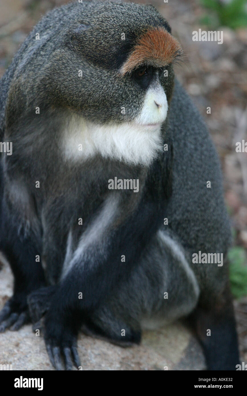 DeBrazza s monkey Cercopithecus neglectus large brightly coloured ...