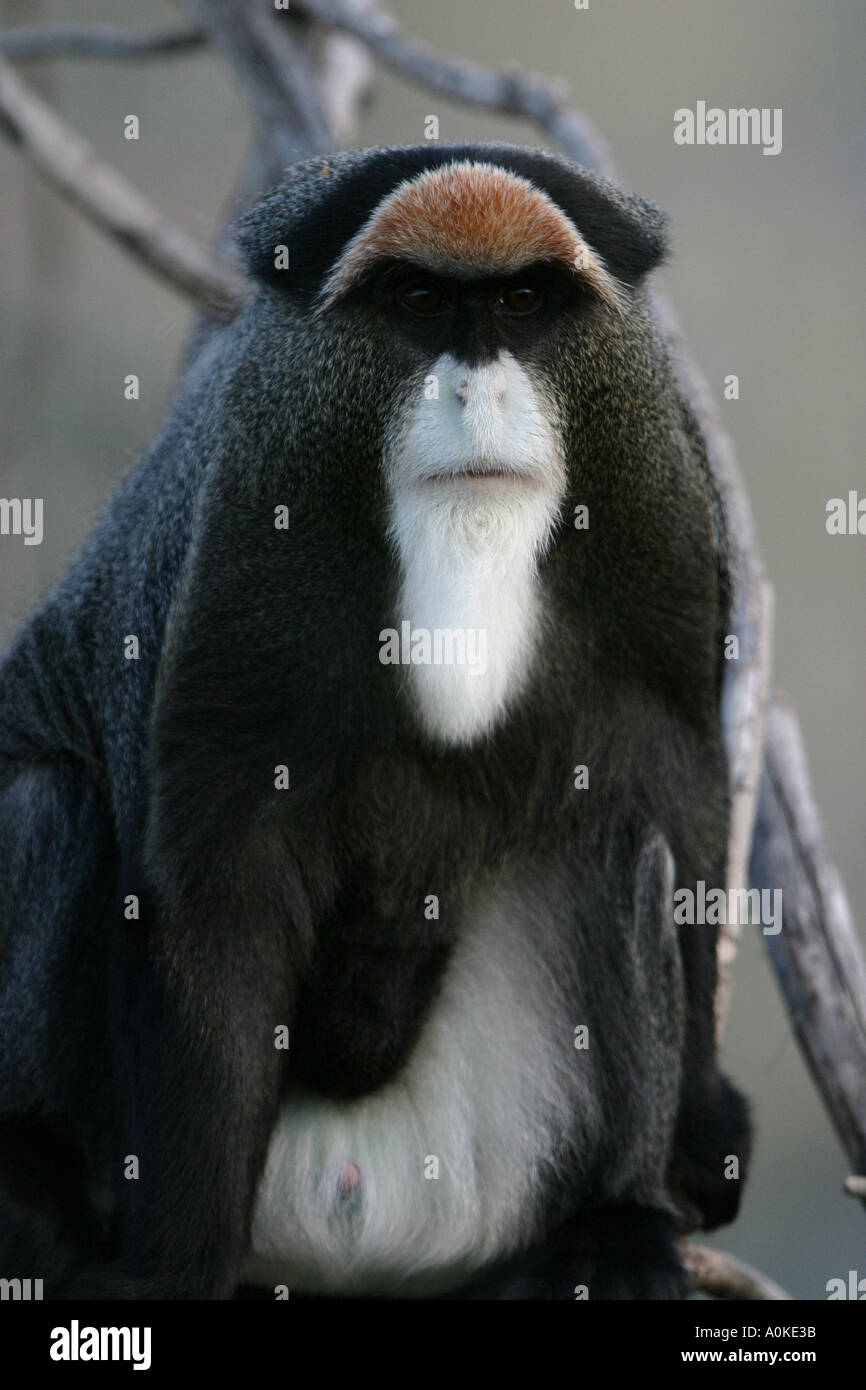 DeBrazza s monkey Cercopithecus neglectus large brightly coloured ...