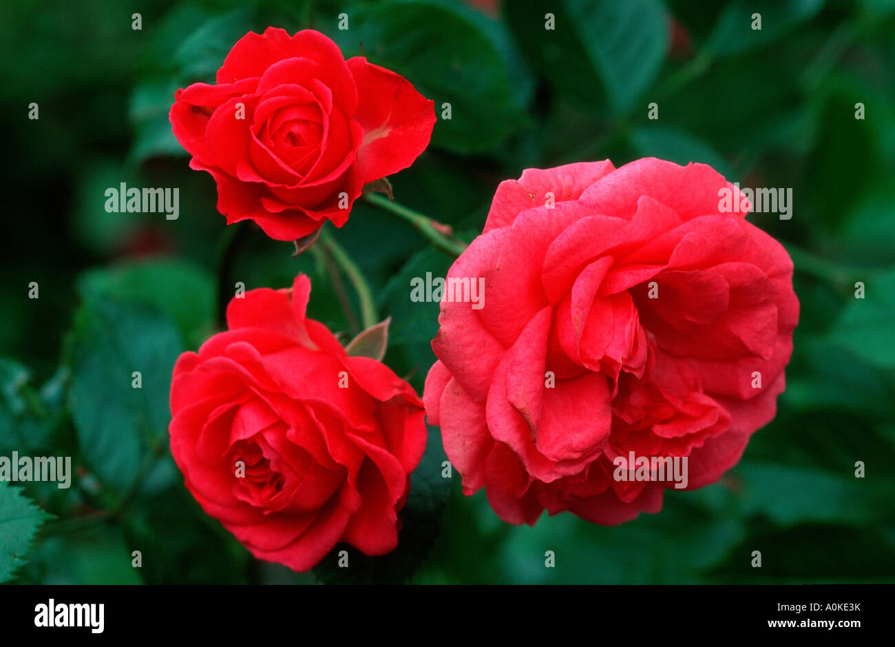 Rose elmshorn hi-res stock photography and images - Alamy