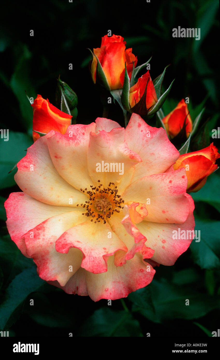 Upright shrub rose hi-res stock photography and images - Alamy