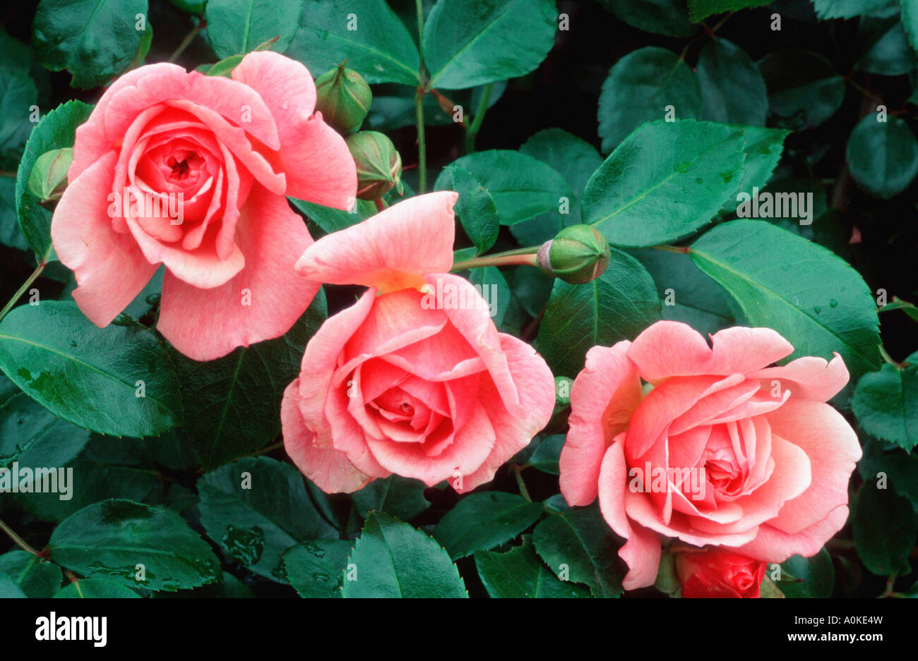 Paul noel hi-res stock photography and images - Alamy