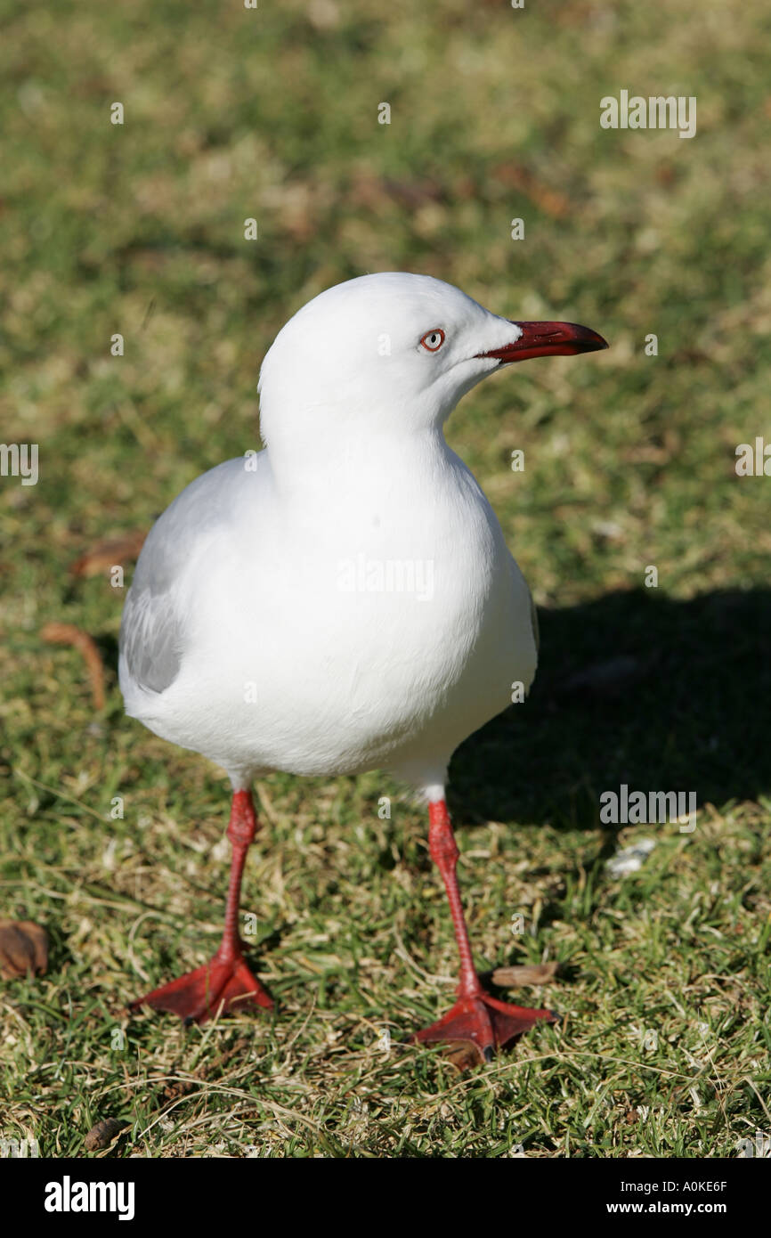 Common seagull on beach Stock Photo - Alamy