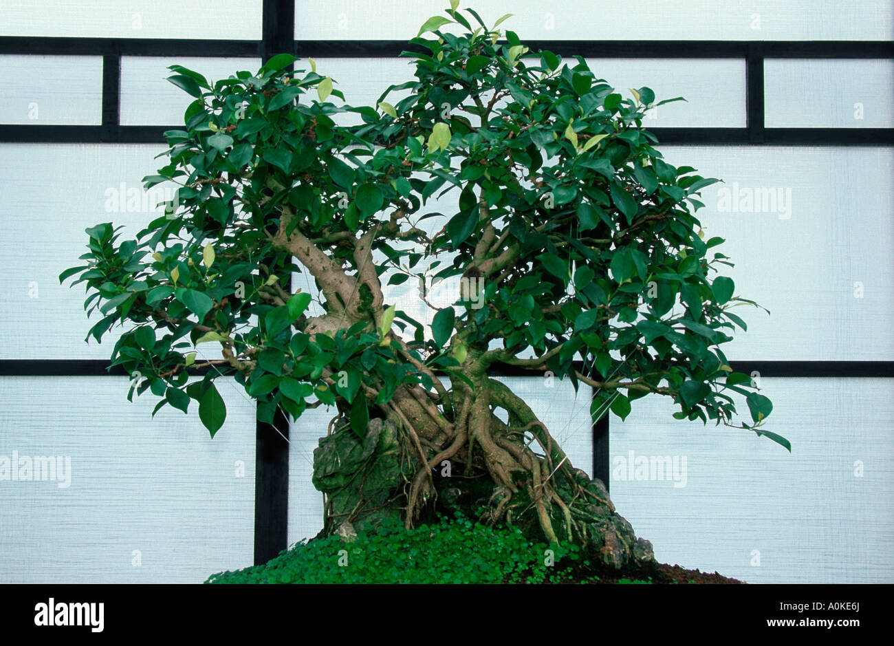 Deciduous bonsai trees tree hi-res stock photography and images - Alamy