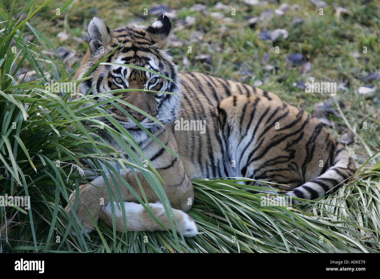 Tiger Hiding Grass High Resolution Stock Photography and Images - Alamy