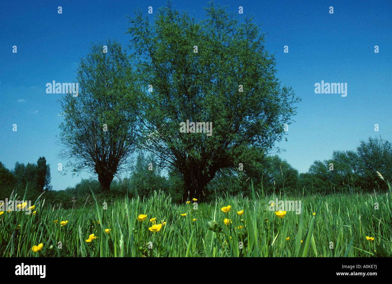 Willow Trees Germany Stock Photo - Alamy