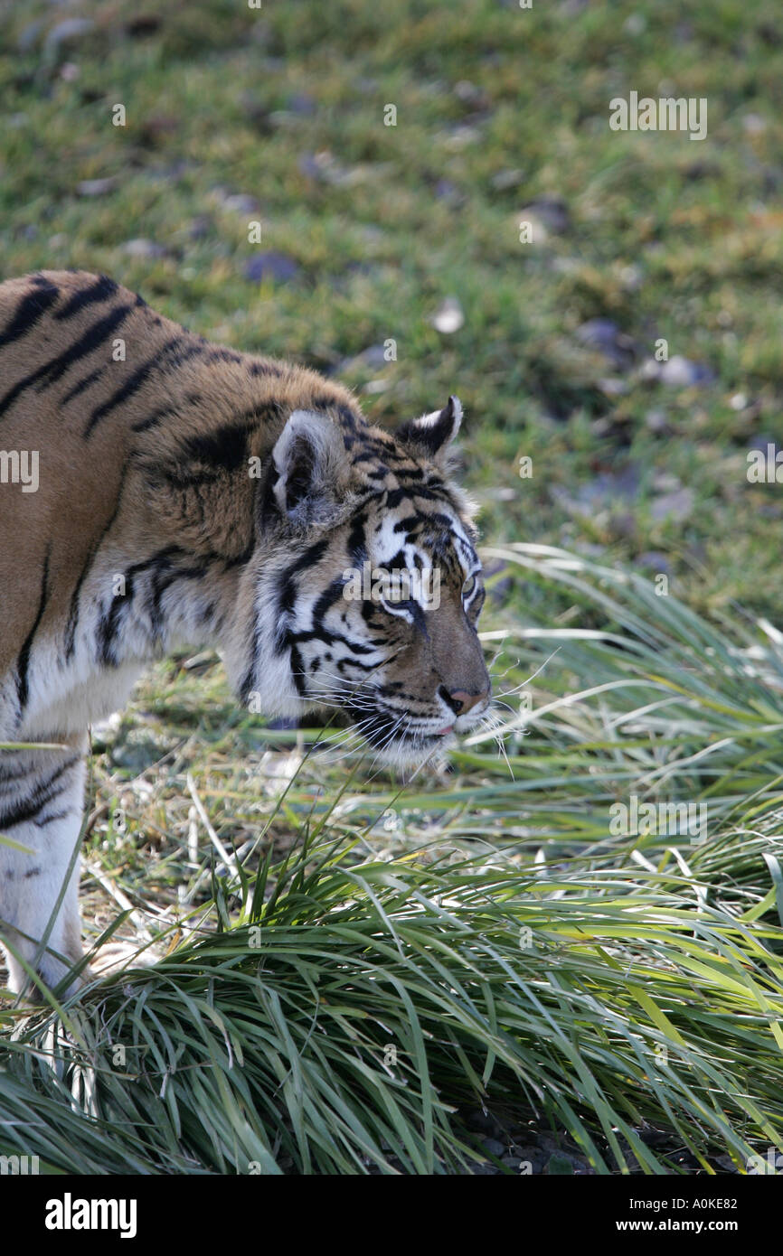 Tiger Hiding Grass High Resolution Stock Photography and Images - Alamy