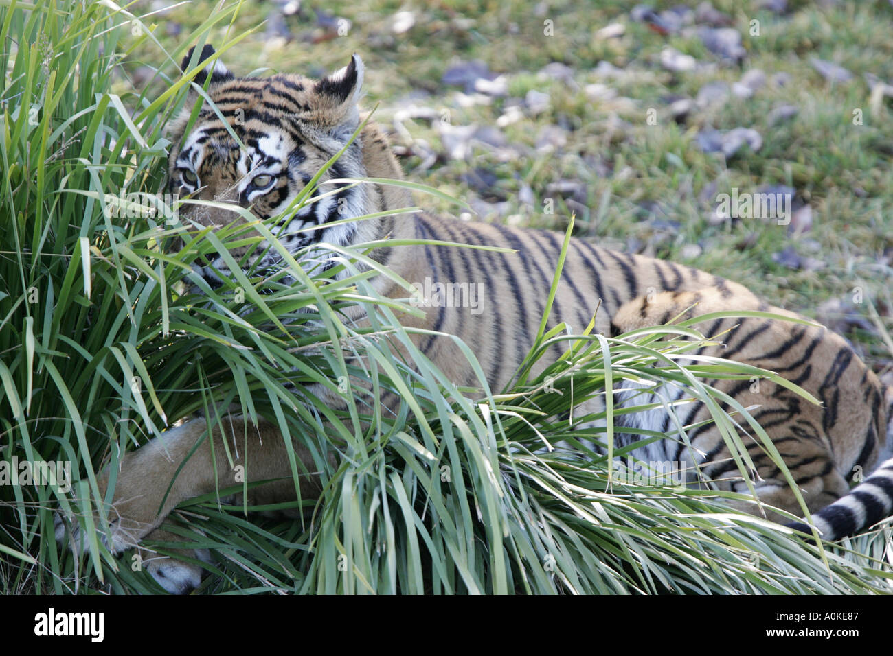 Tiger hiding grass hi-res stock photography and images - Alamy