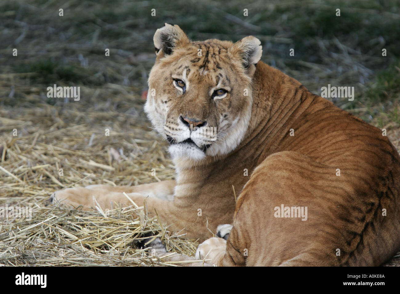 Tigon hi-res stock photography and images - Alamy