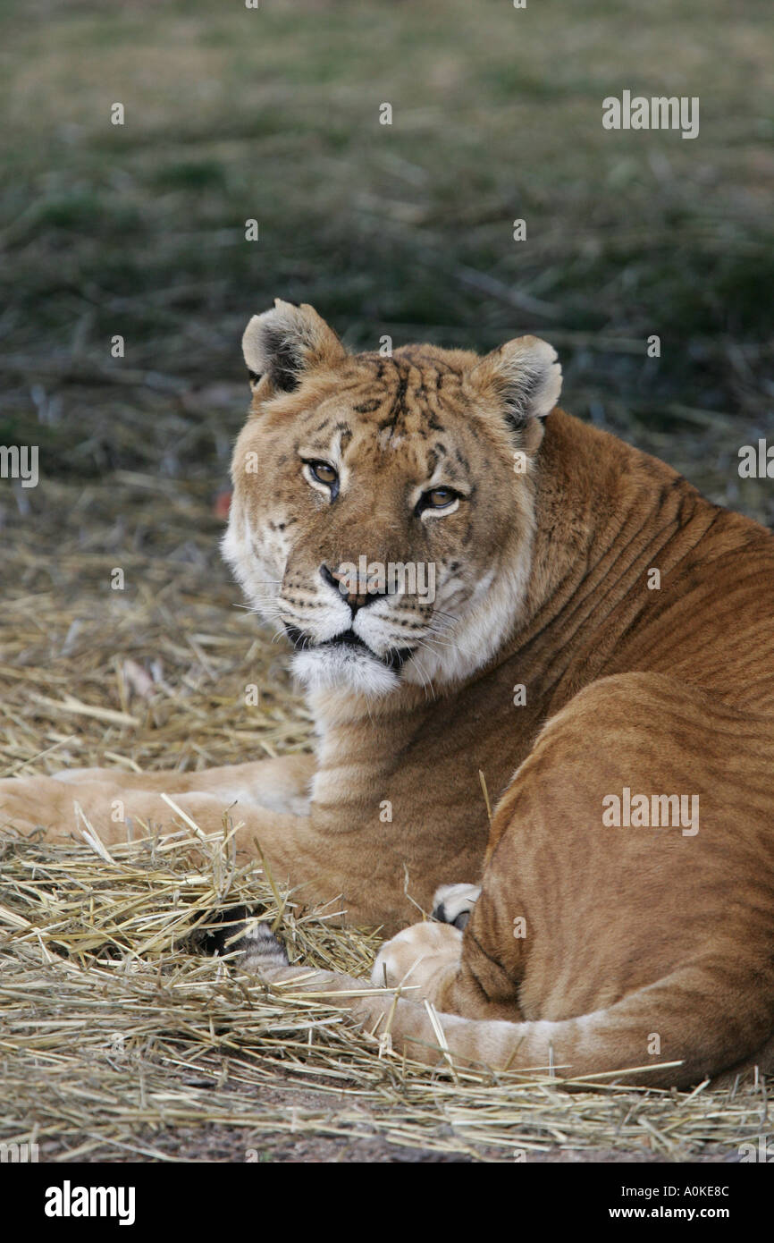 Tigon hi-res stock photography and images - Alamy