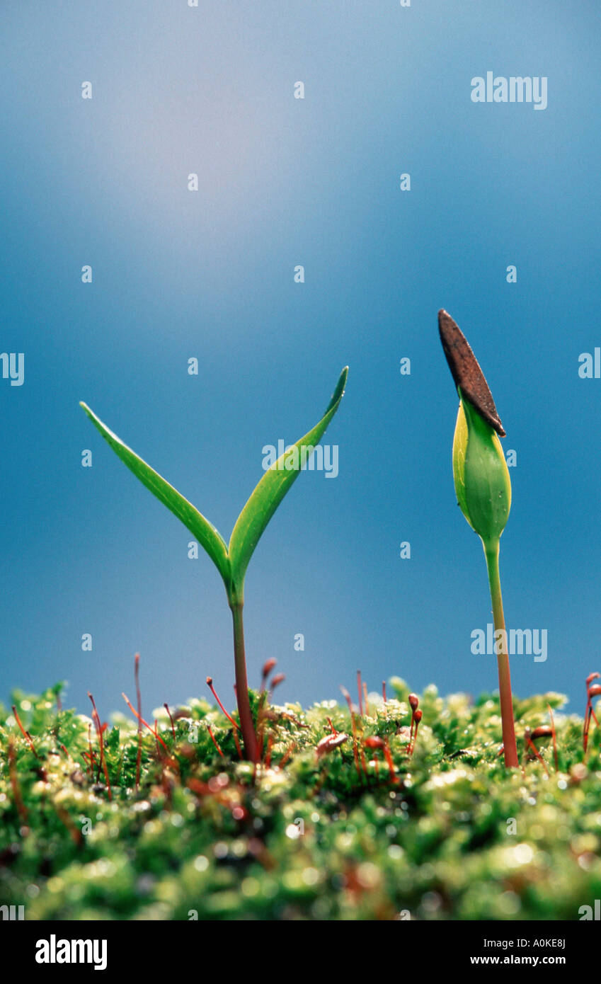 Ash sprouts Fraxinus excelsior Stock Photo - Alamy