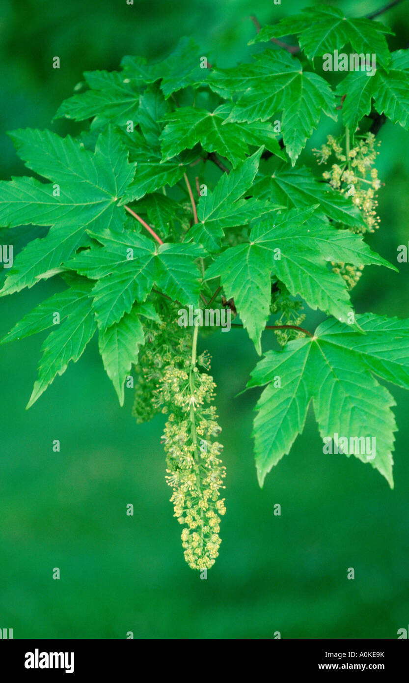 Norway Maple leaves and flowers in spring Acer platanoides Stock Photo ...