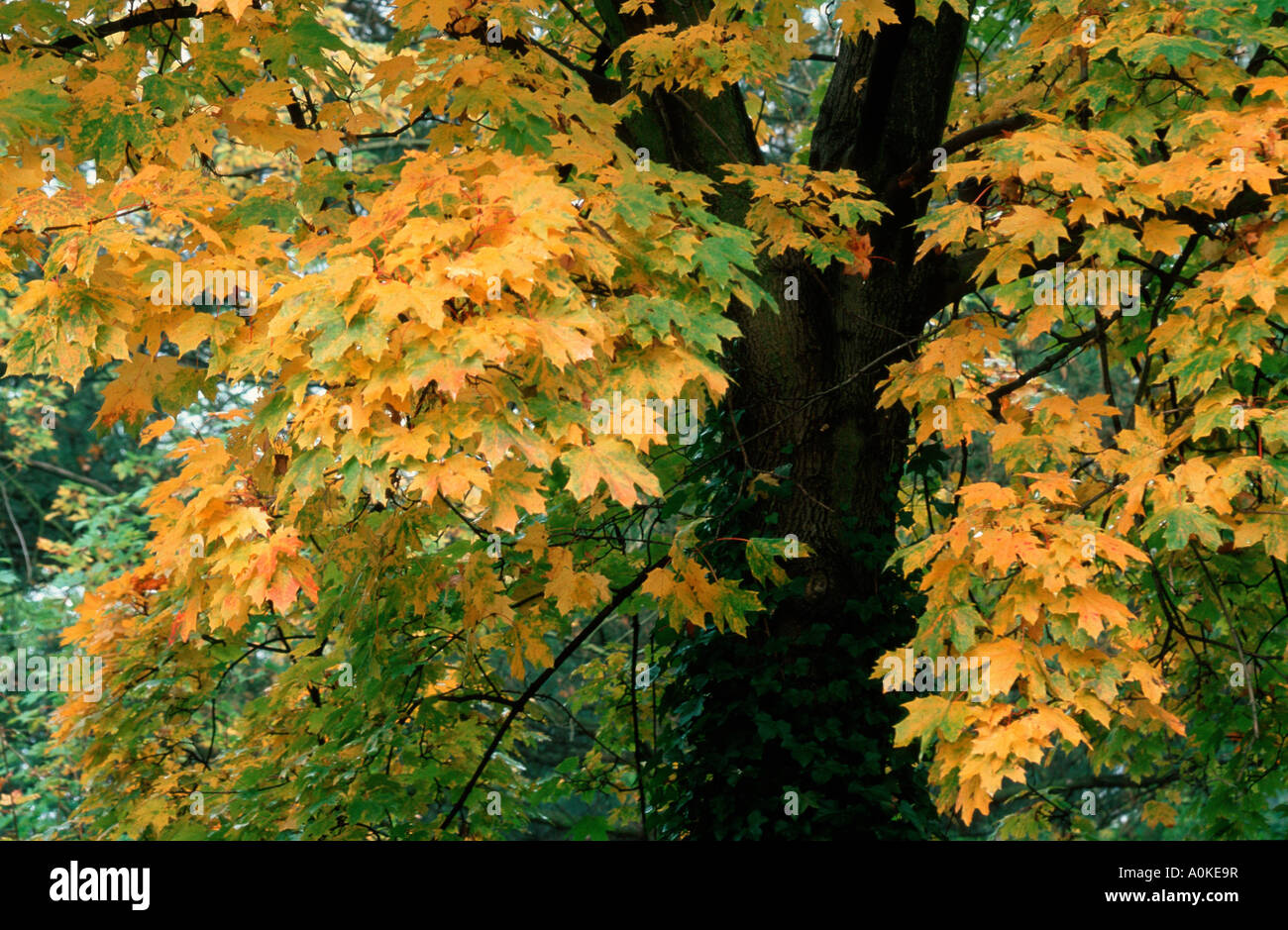 Acer platanoides europa hi-res stock photography and images - Alamy