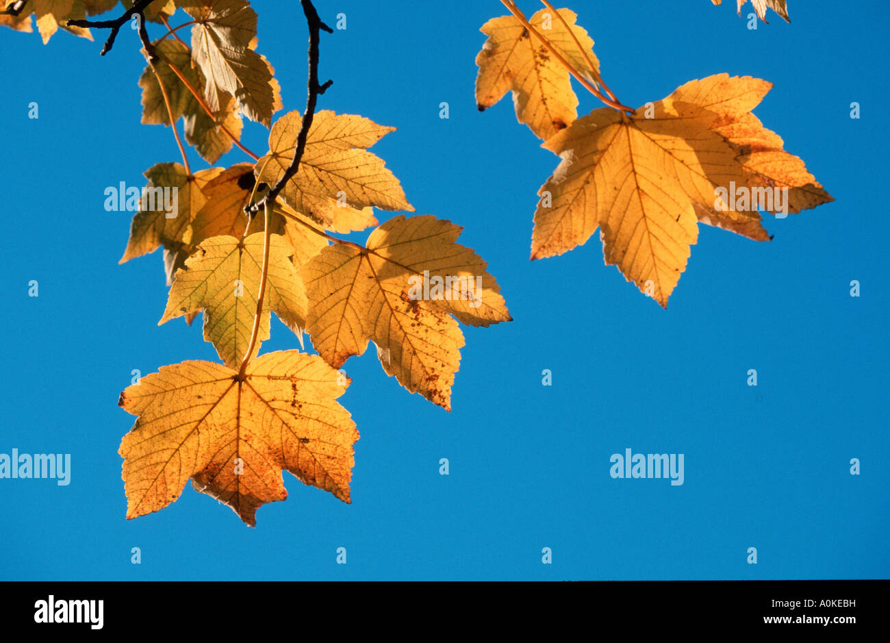 Yellow sycamore leaves acer hi-res stock photography and images - Alamy