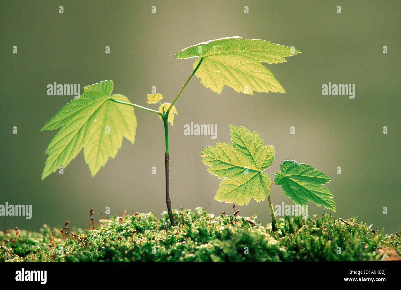 Sycamore seedlings hi-res stock photography and images - Alamy
