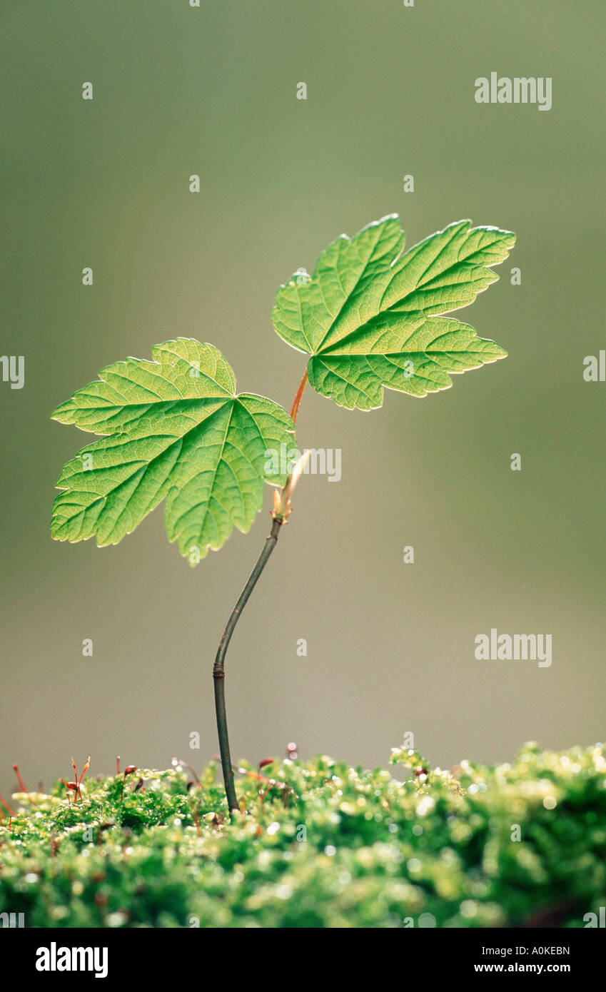 Sycamore seedling Acer pseudoplatanus Stock Photo - Alamy