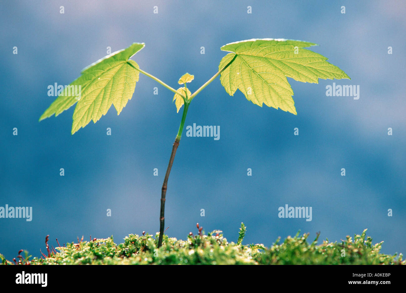Sycamore Seedling High Resolution Stock Photography and Images - Alamy