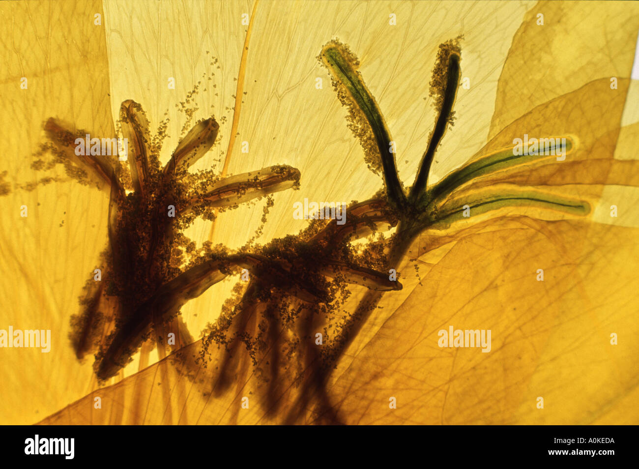 Backlit Pressed flower Stock Photo - Alamy
