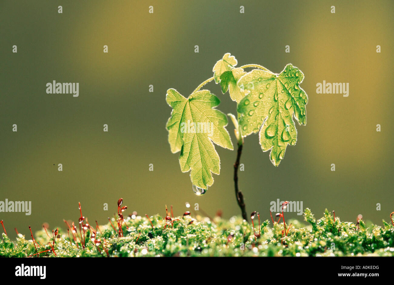 Field Maple seedling with raindrops Stock Photo - Alamy