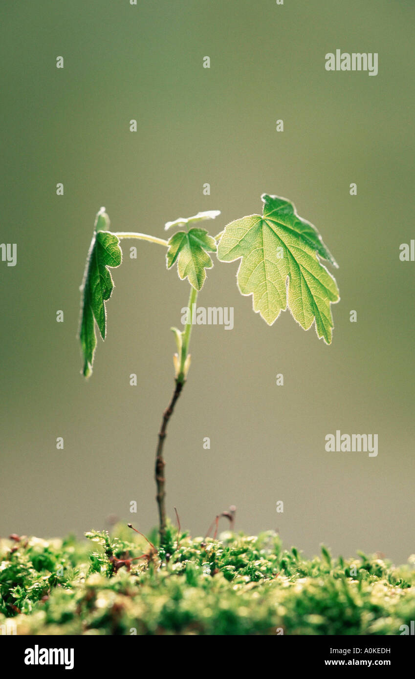 Field Maple seedling Acer campestre Stock Photo - Alamy