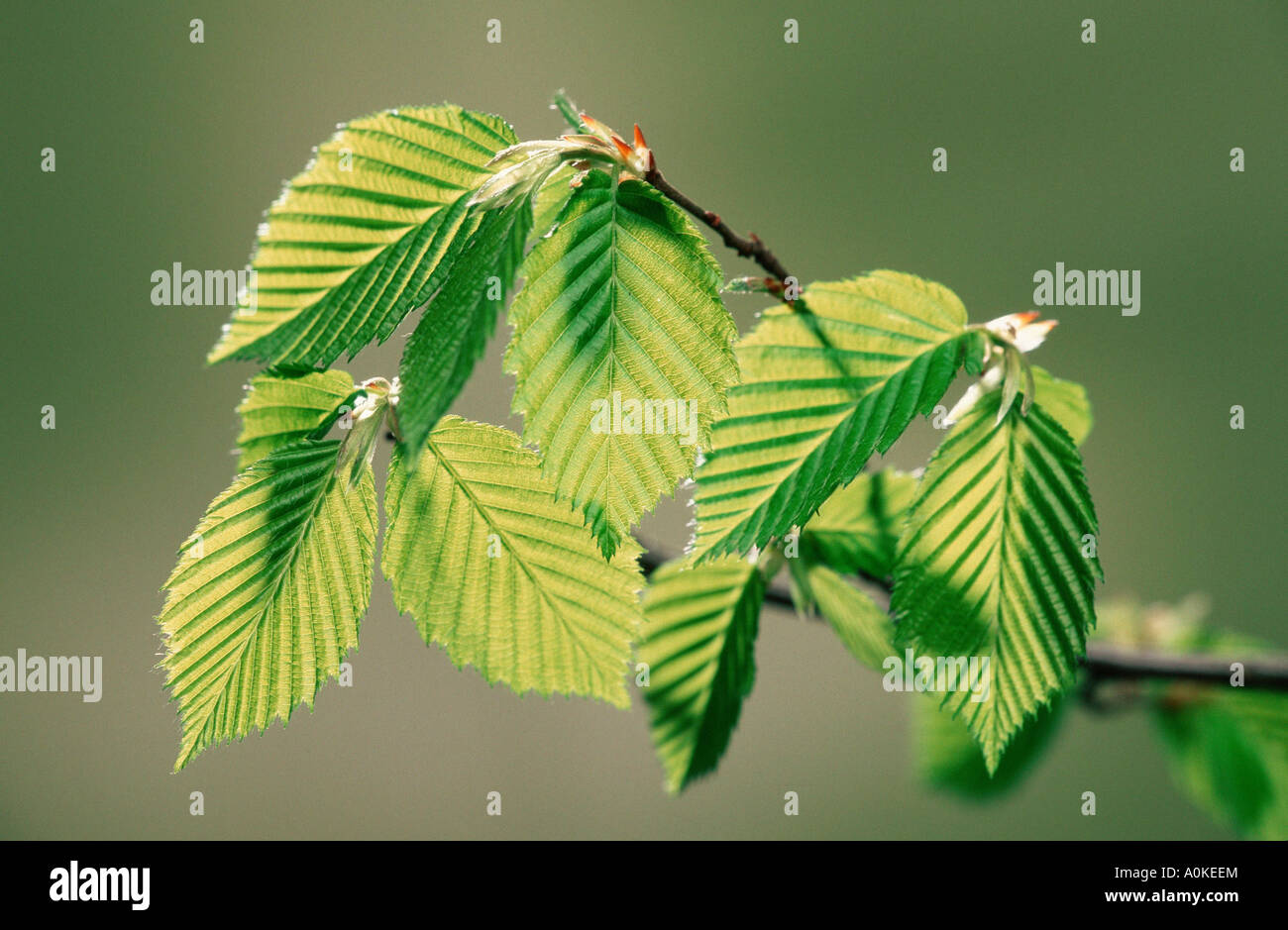 Hornbeam leaves Carpinus betulus Stock Photo - Alamy